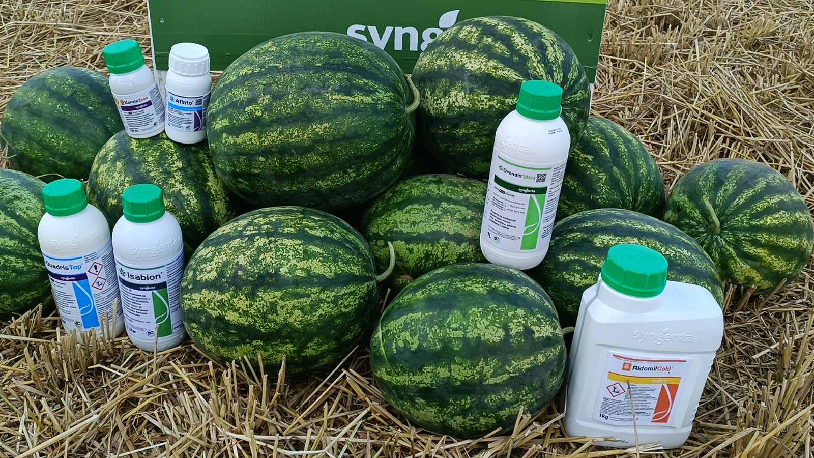 Dan polja lubenice, Deronje, jul 2023. | Syngenta