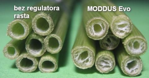 Moddus Evo - Regulator rasta | Syngenta