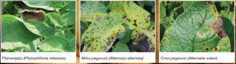 REVUS® Top 500 SC - Fungicid | Syngenta