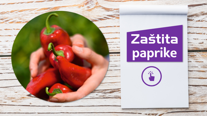 Zaštita paprike | Syngenta