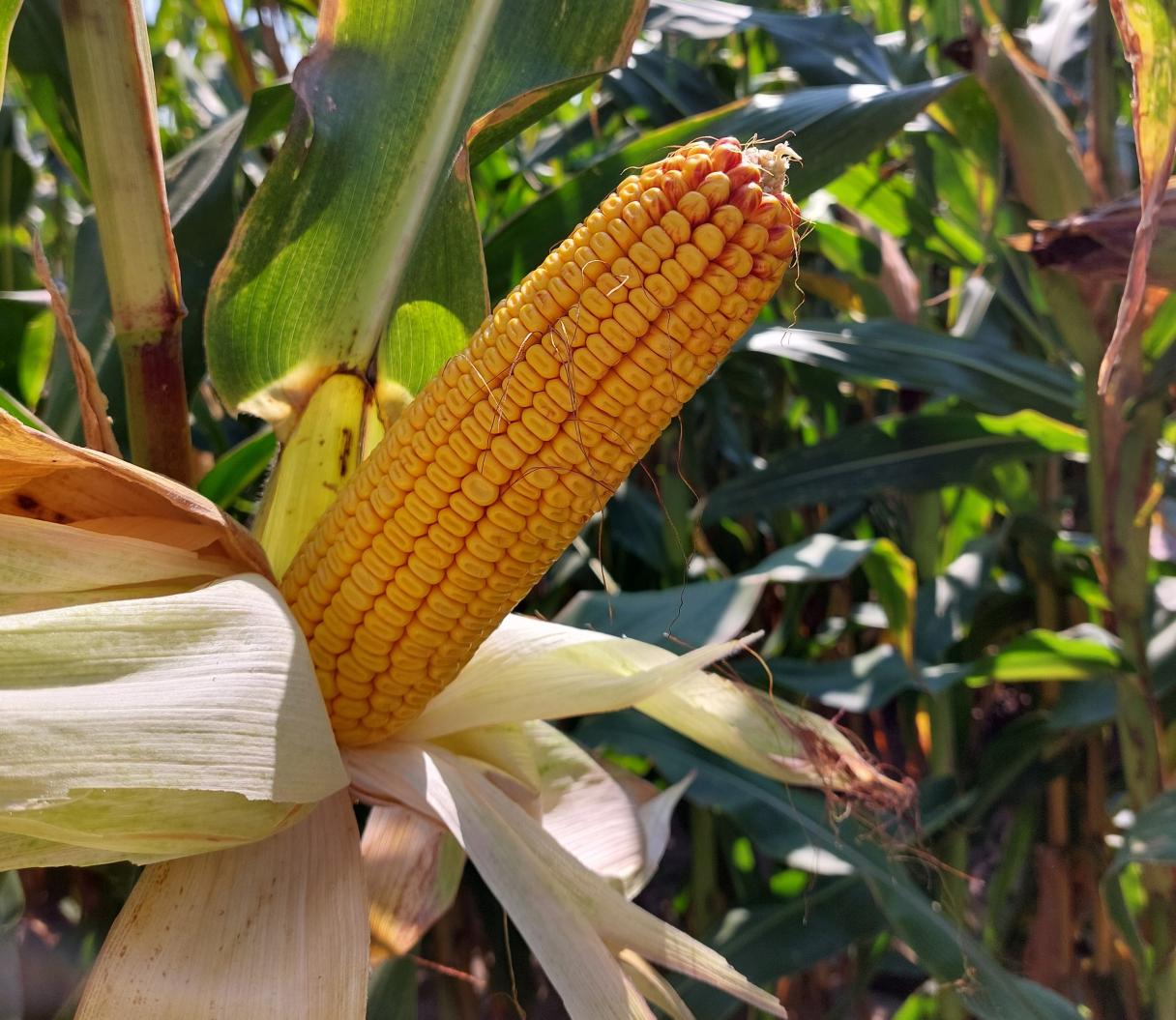 SY Minerva - Variety Kukuruz | Syngenta